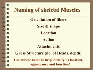 Muscles Dr. Rohin.ppt | Physical Therapy | Wellness