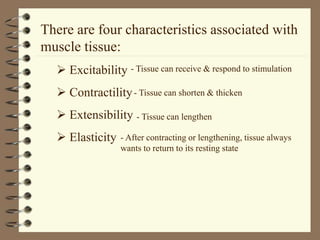 Muscles Dr. Rohin.ppt | Physical Therapy | Wellness