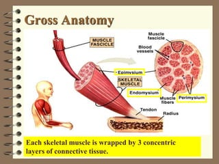 Muscles Dr. Rohin.ppt