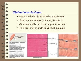 Muscles Dr. Rohin.ppt | Physical Therapy | Wellness