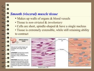 Muscles Dr. Rohin.ppt