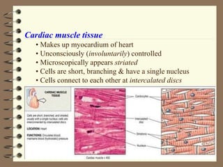 Muscles Dr. Rohin.ppt