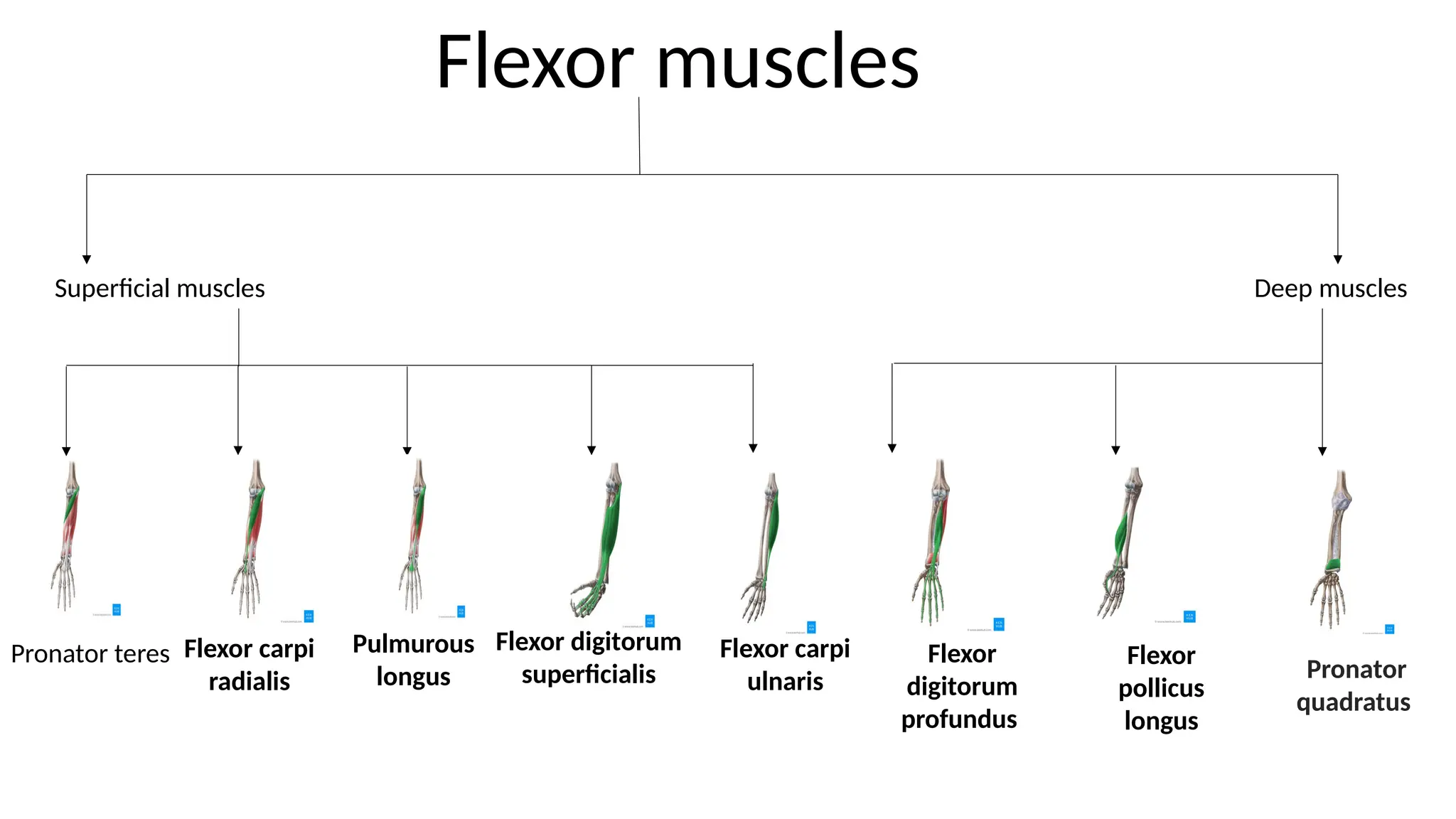 muscles (flexor) ccompartment of hand.pptx