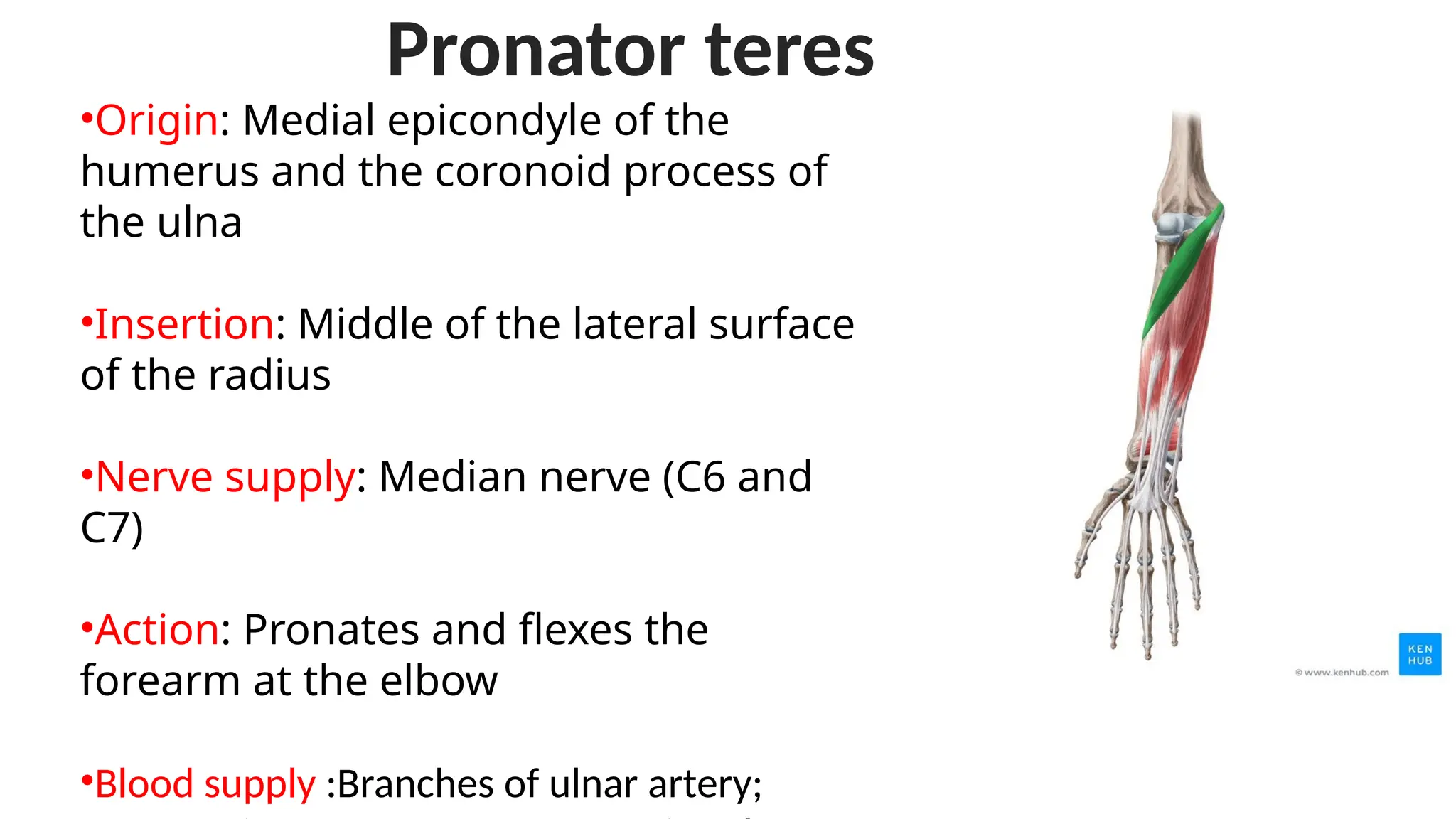 muscles (flexor) ccompartment of hand.pptx