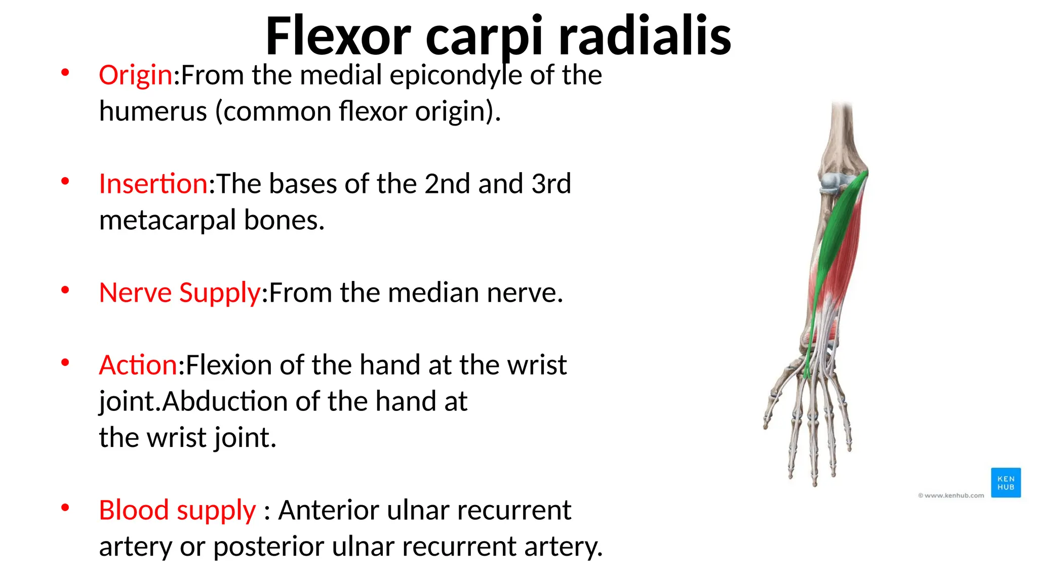 muscles (flexor) ccompartment of hand.pptx