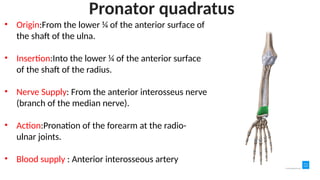 muscles (flexor) ccompartment of hand.pptx