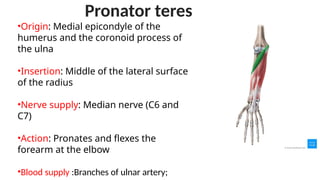 muscles (flexor) ccompartment of hand.pptx