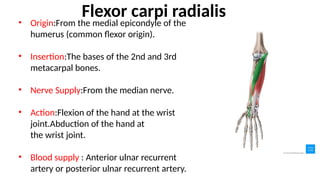 muscles (flexor) ccompartment of hand.pptx
