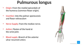 muscles (flexor) ccompartment of hand.pptx