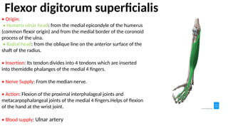 muscles (flexor) ccompartment of hand.pptx