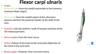 muscles (flexor) ccompartment of hand.pptx
