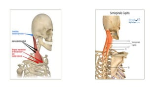 Muscles for head holding and movements.pptx