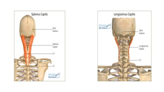 Muscles for head holding and movements.pptx
