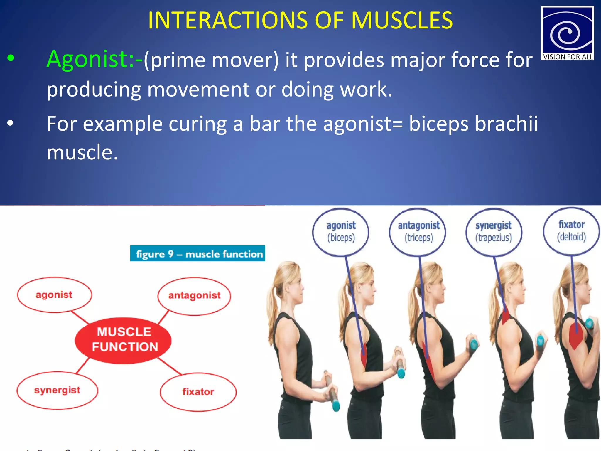 MUSCLES (THREE TYPES OF MUSCLES IN THE BODY) | PPT