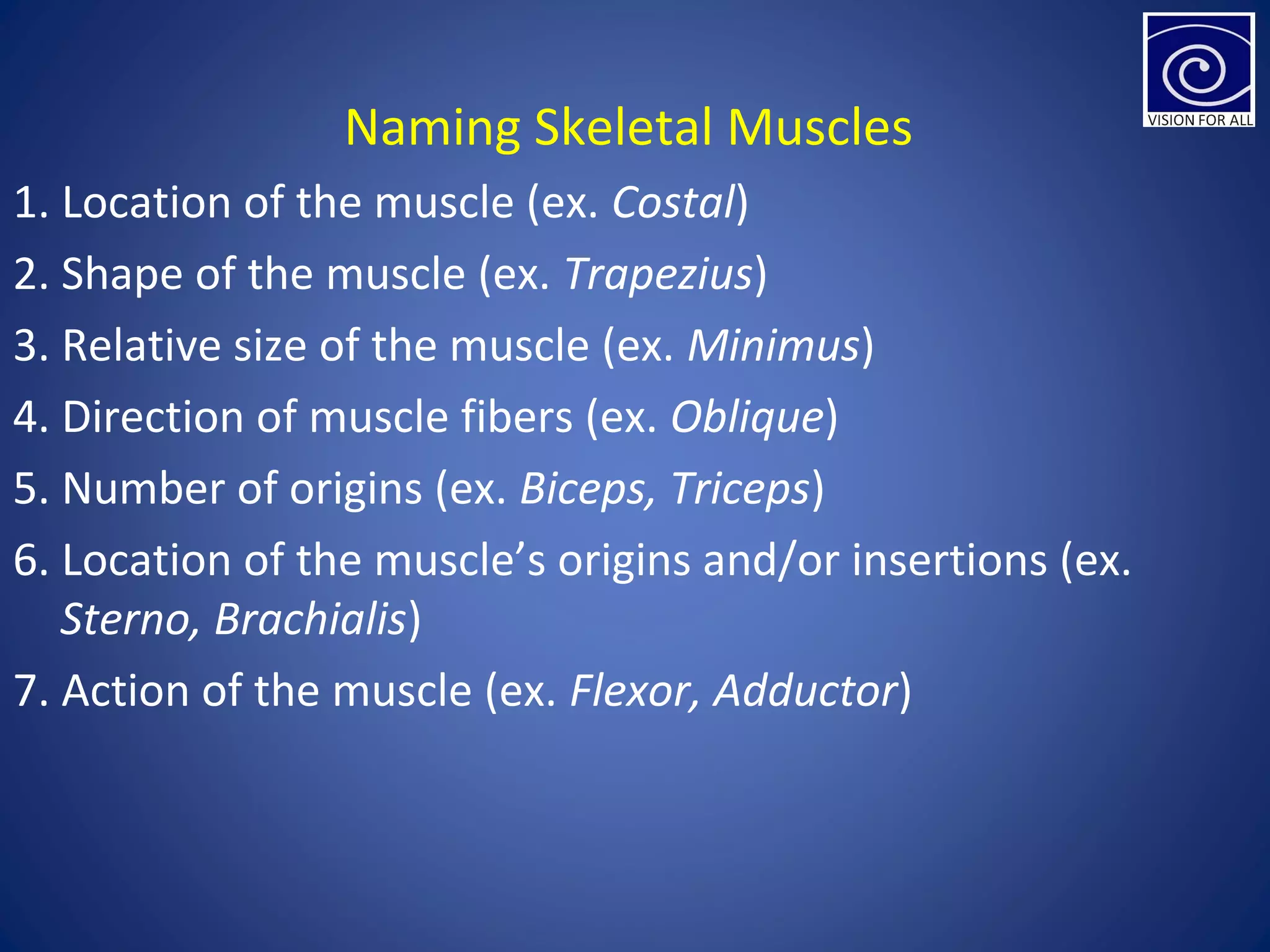 MUSCLES (THREE TYPES OF MUSCLES IN THE BODY) | PPT