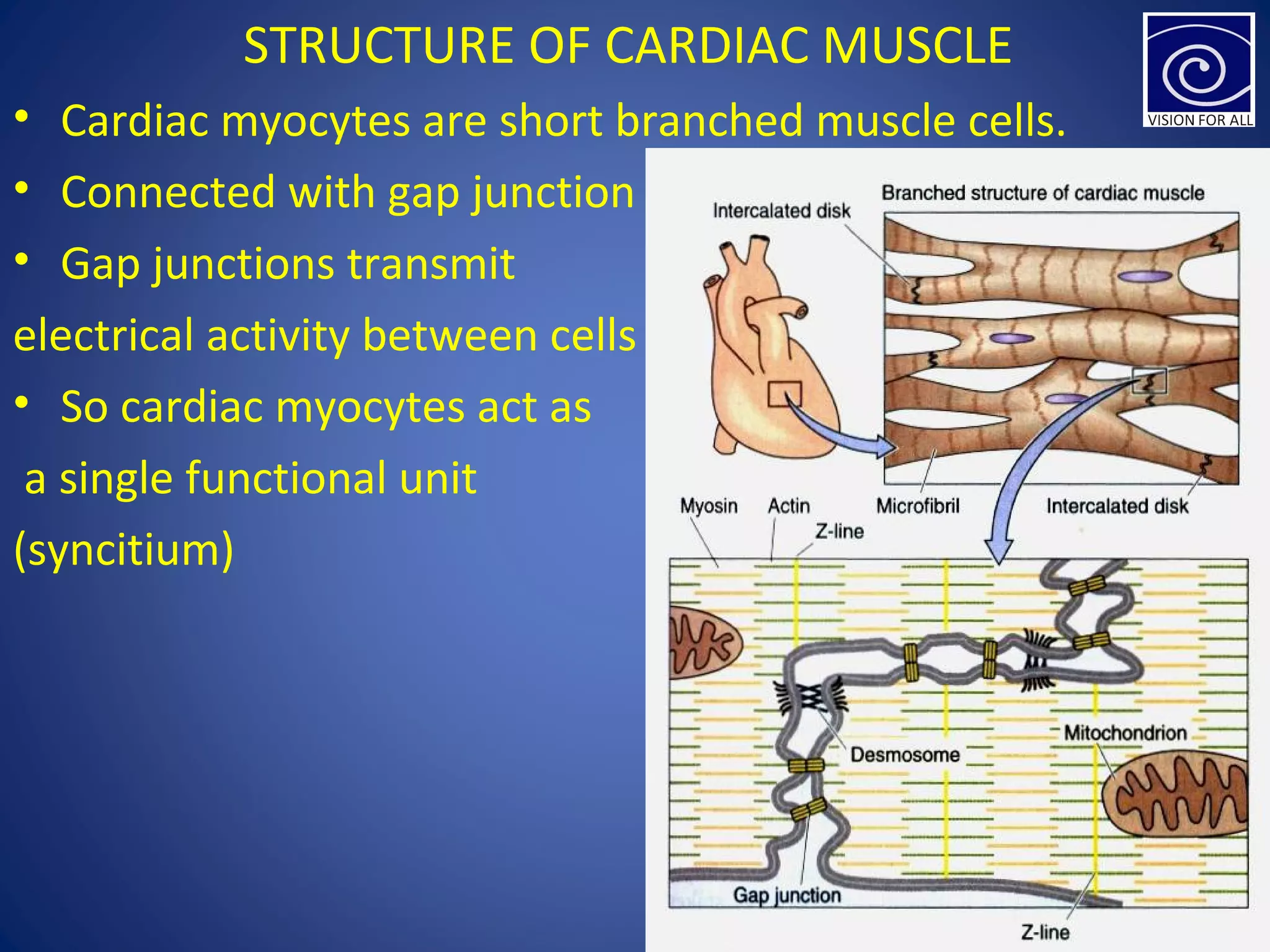 MUSCLES (THREE TYPES OF MUSCLES IN THE BODY) | PPT