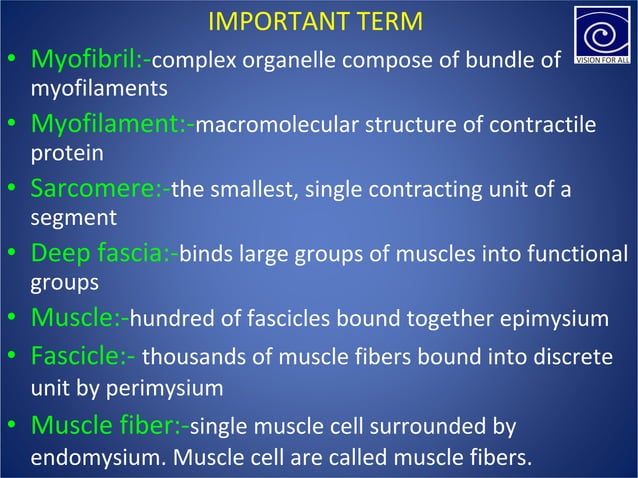 MUSCLES (THREE TYPES OF MUSCLES IN THE BODY) | PPT | Biological ...