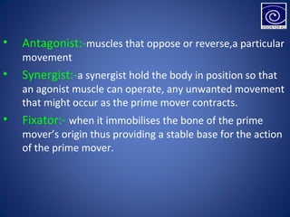 MUSCLES (THREE TYPES OF MUSCLES IN THE BODY) | PPT