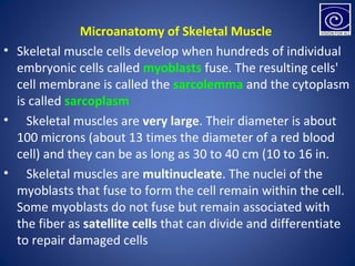 MUSCLES (THREE TYPES OF MUSCLES IN THE BODY) | PPT