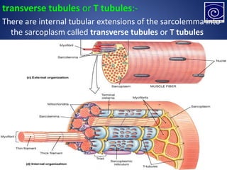 MUSCLES (THREE TYPES OF MUSCLES IN THE BODY) | PPT