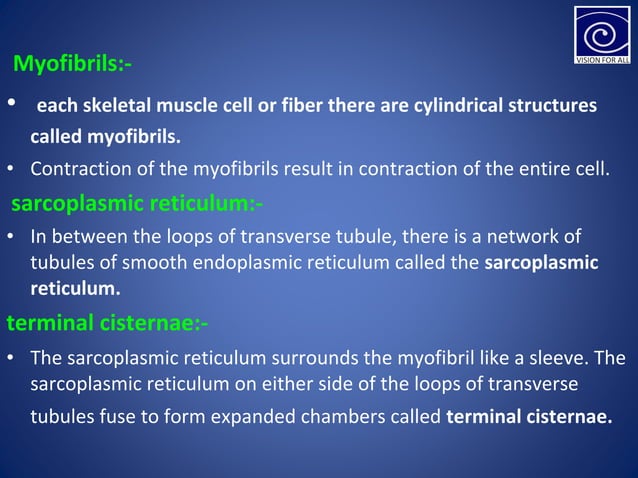 MUSCLES (THREE TYPES OF MUSCLES IN THE BODY) | PPT | Biological ...