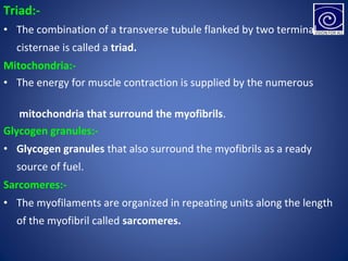 MUSCLES (THREE TYPES OF MUSCLES IN THE BODY) | PPT