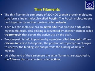 MUSCLES (THREE TYPES OF MUSCLES IN THE BODY) | PPT
