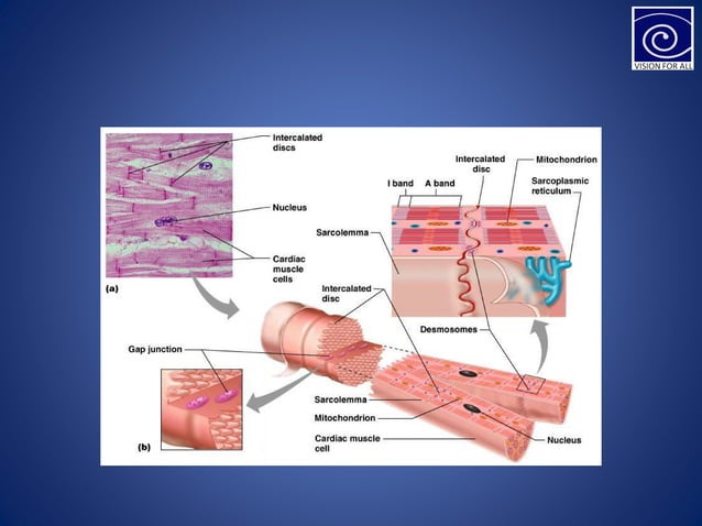 MUSCLES (THREE TYPES OF MUSCLES IN THE BODY) | PPT | Biological ...