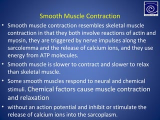 MUSCLES (THREE TYPES OF MUSCLES IN THE BODY) | PPT