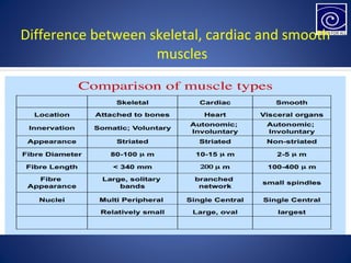 MUSCLES (THREE TYPES OF MUSCLES IN THE BODY) | PPT