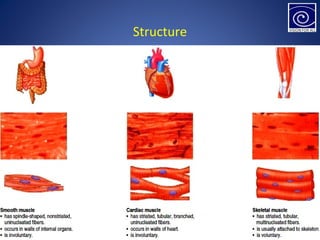 MUSCLES (THREE TYPES OF MUSCLES IN THE BODY) | PPT