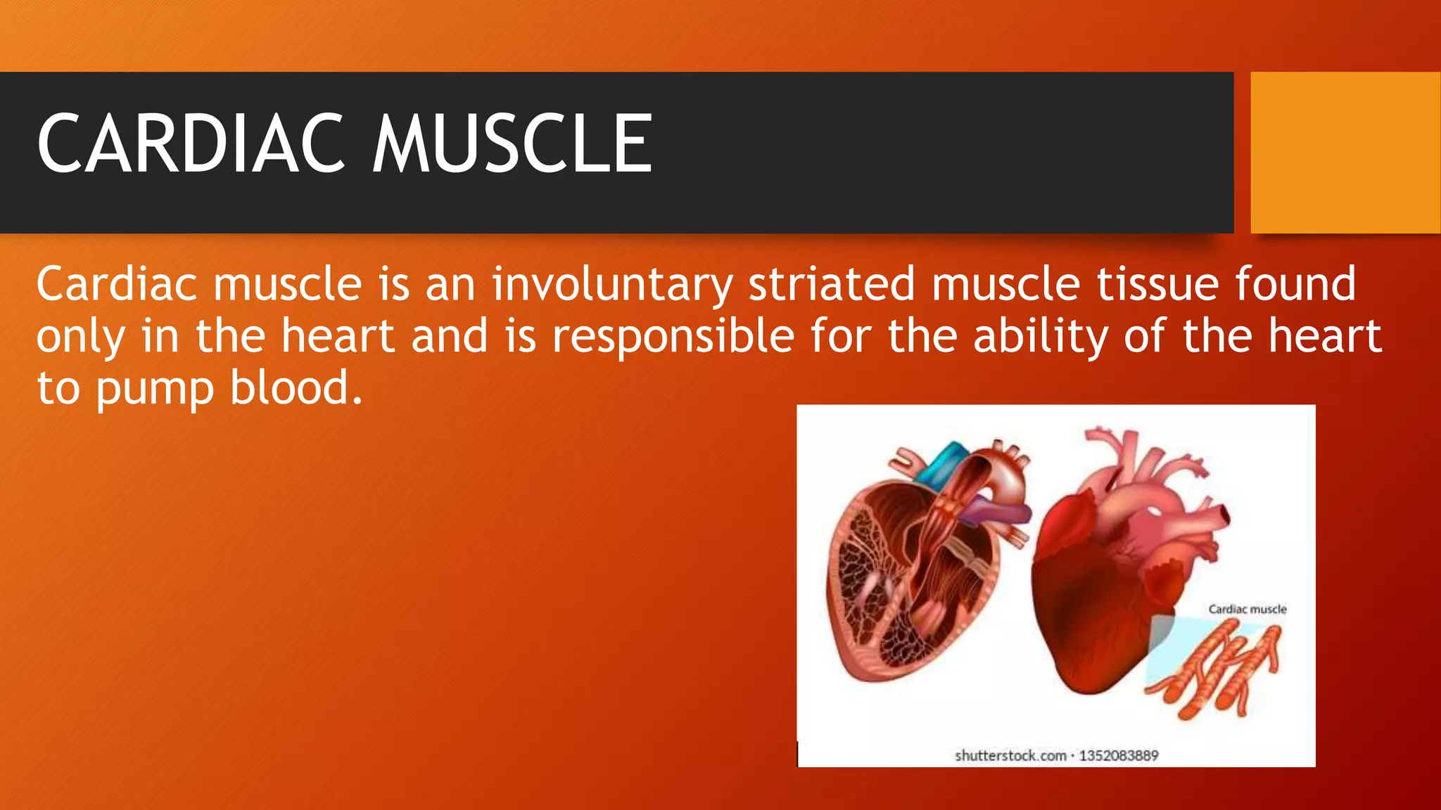 Muscles in human body | PPTX