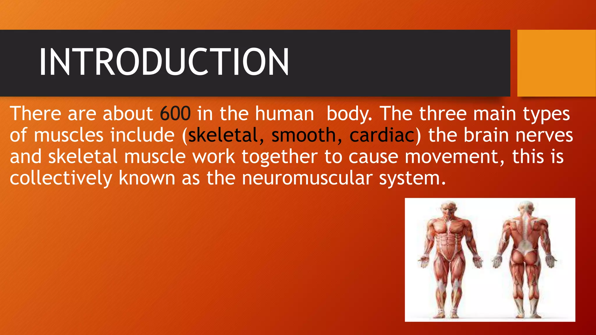 Muscles in human body | PPTX