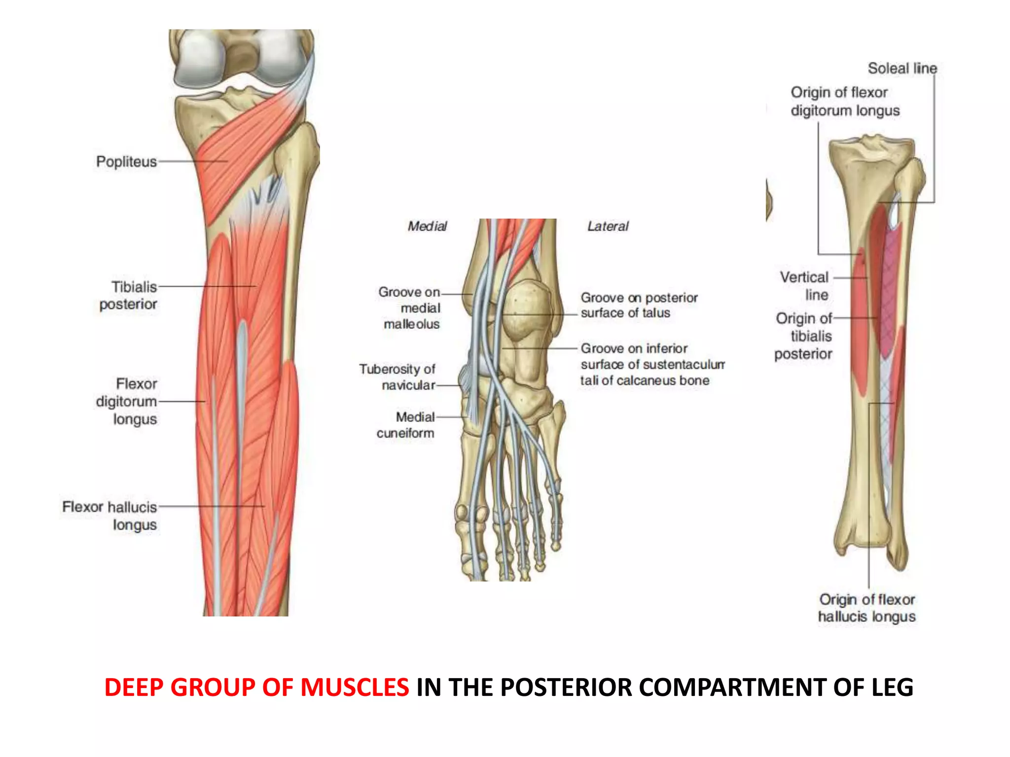 Muscles in the leg | PPTX