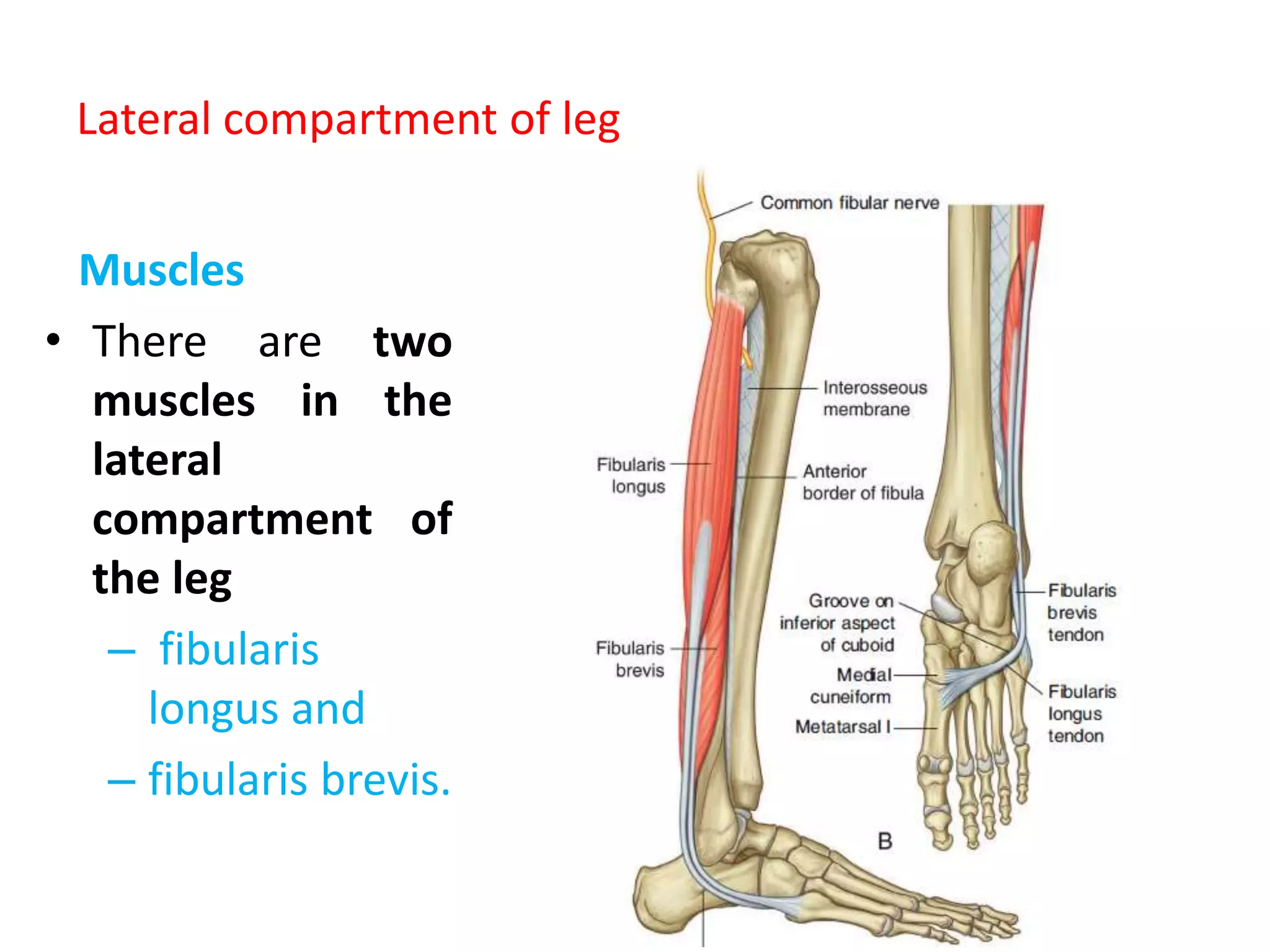 Muscles in the leg | PPTX
