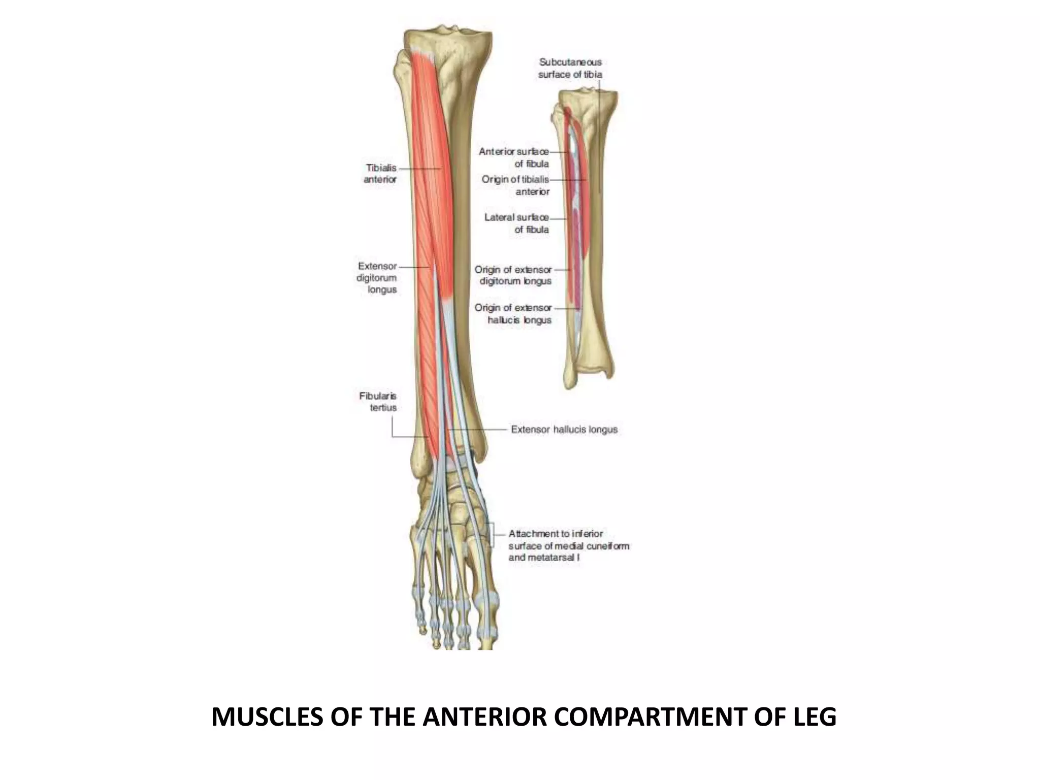Muscles in the leg | PPTX
