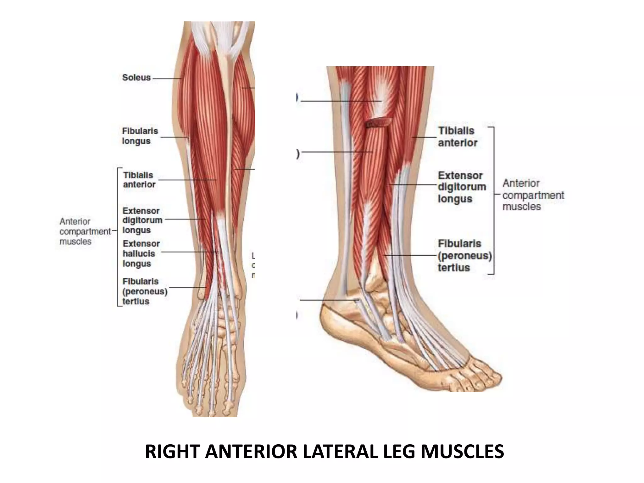 Muscles in the leg | PPTX