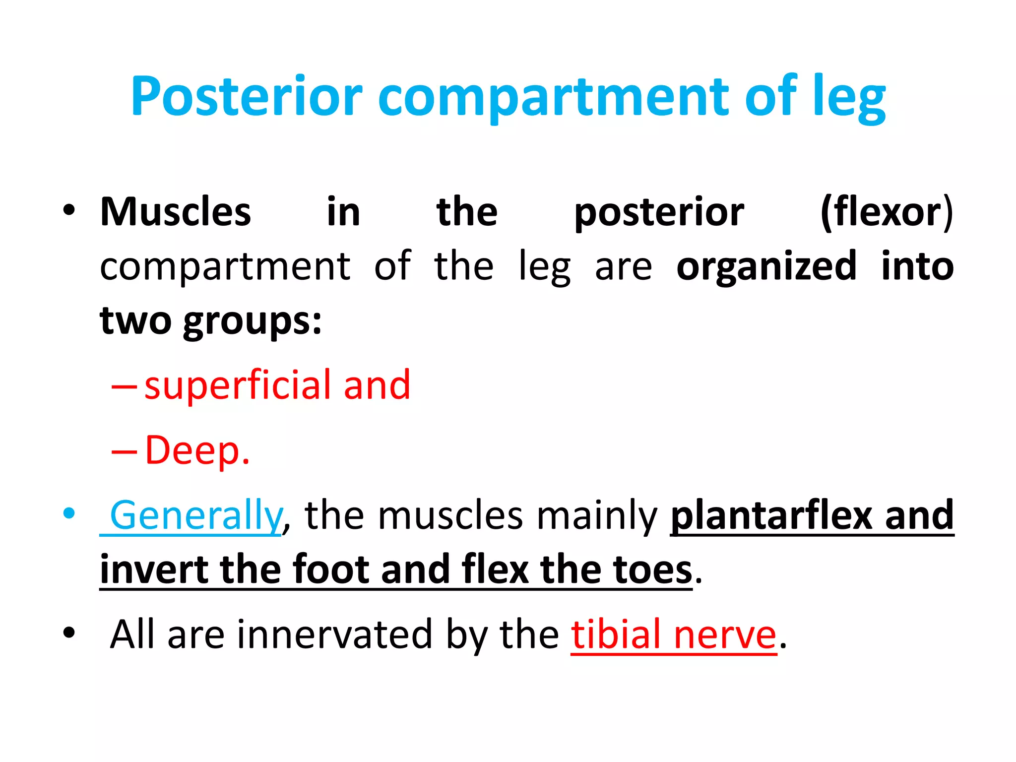Muscles in the leg | PPTX
