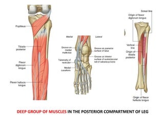 Muscles in the leg | PPTX
