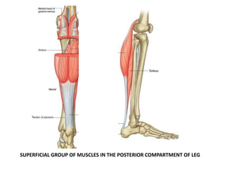 Muscles in the leg | PPTX