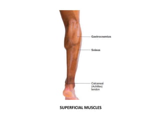 Muscles in the leg | PPTX