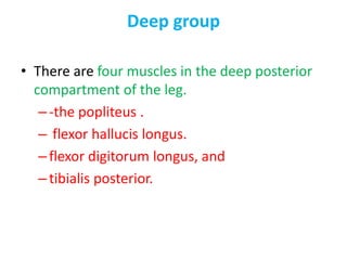 Muscles in the leg | PPTX