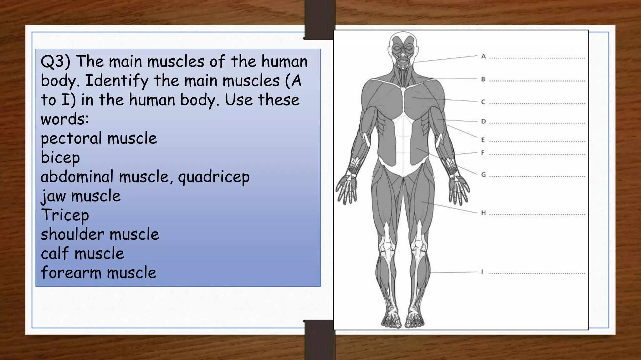 muscles introduction (1).pptx
