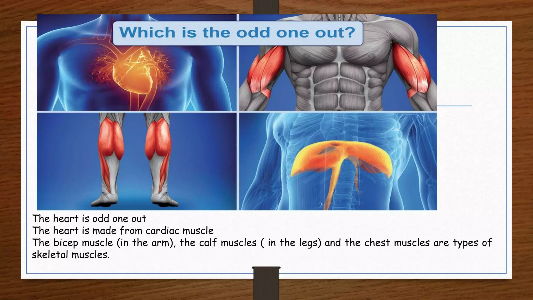 muscles introduction (1).pptx