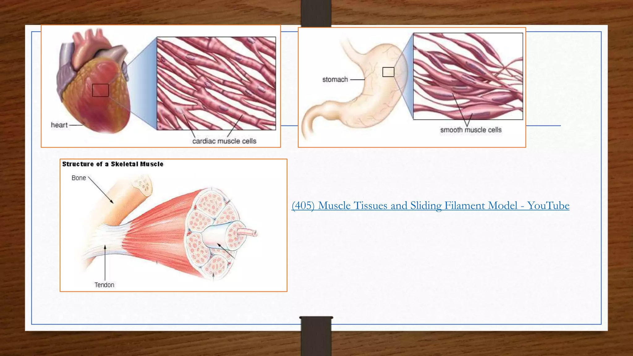 muscles introduction (1).pptx