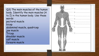 muscles introduction (1).pptx