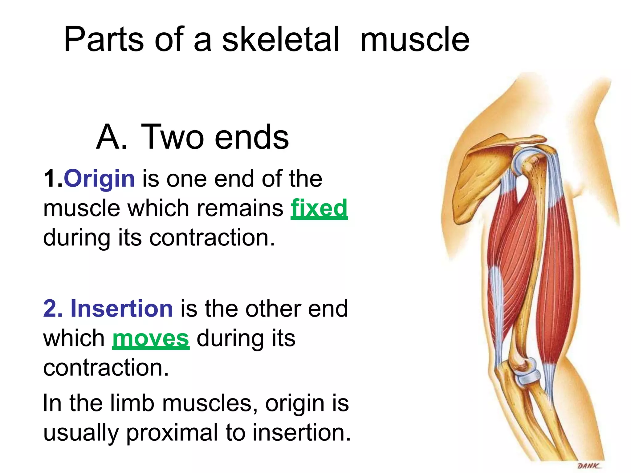 Introduction to Muscle & Its Types | PPTX