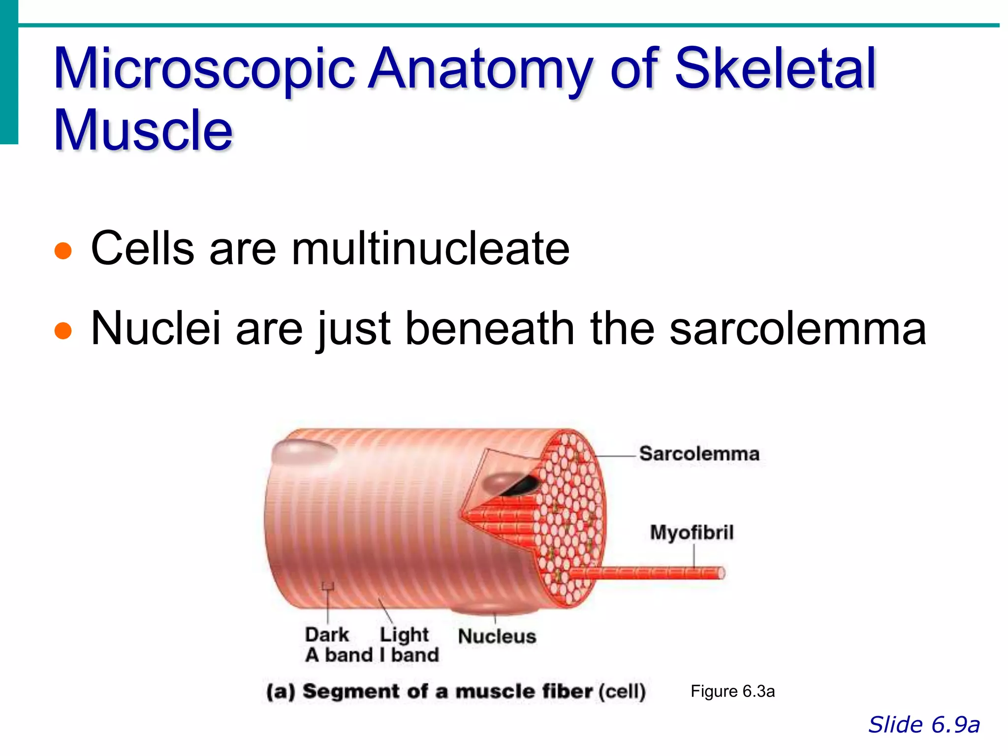 Introduction to Muscle & Its Types | PPTX
