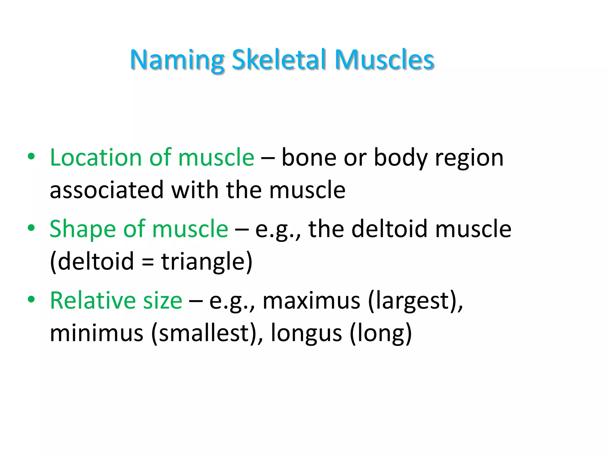 Introduction to Muscle & Its Types | PPTX