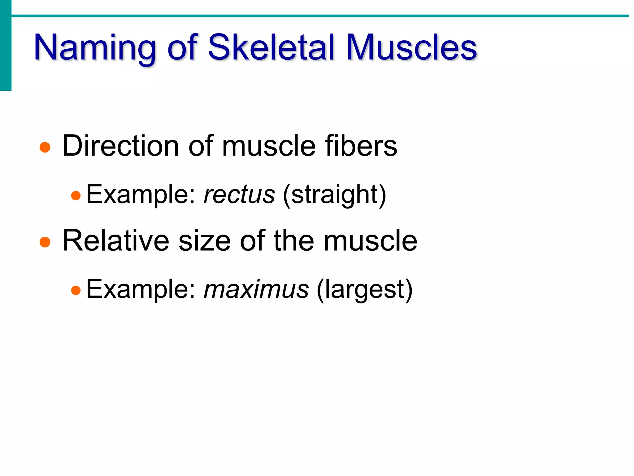 Introduction to Muscle & Its Types | PPTX